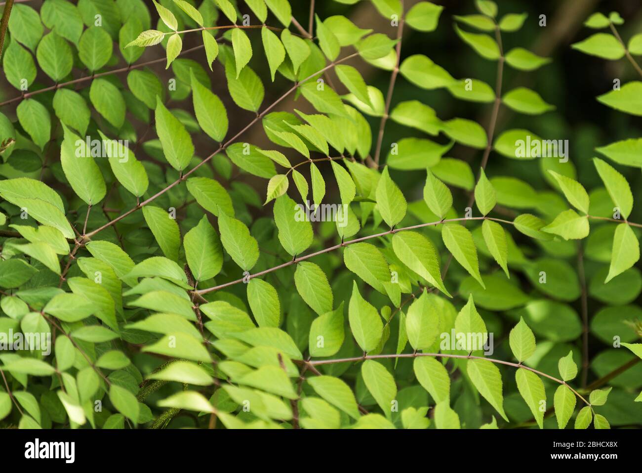 The leaves of the Ash tree. Fraxinus excelsior Stock Photo - Alamy