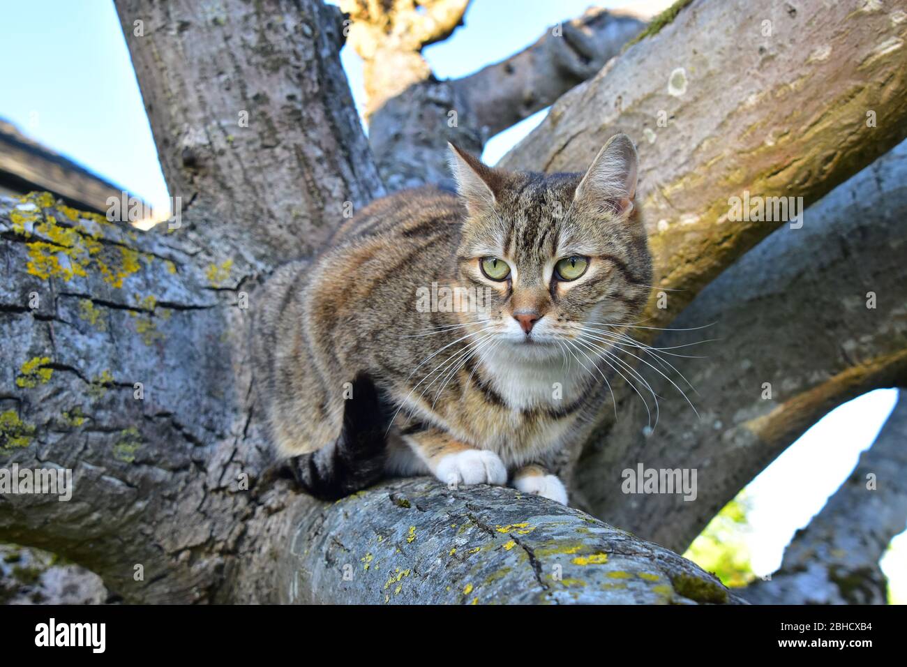 Tabby Cat in Walnut Tree Stock Photo - Alamy