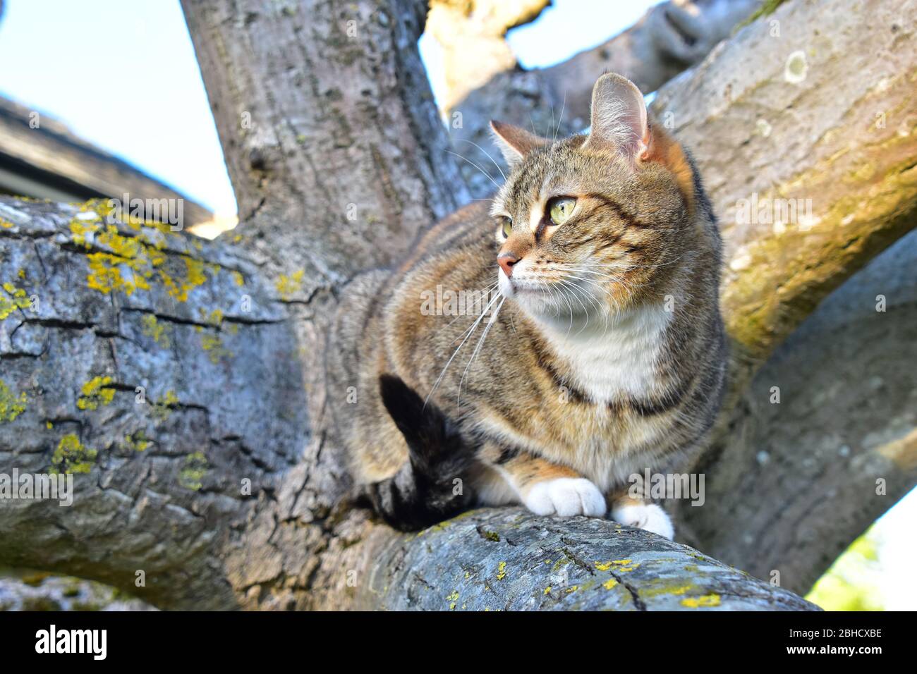 Tabby Cat in Walnut Tree Stock Photo - Alamy
