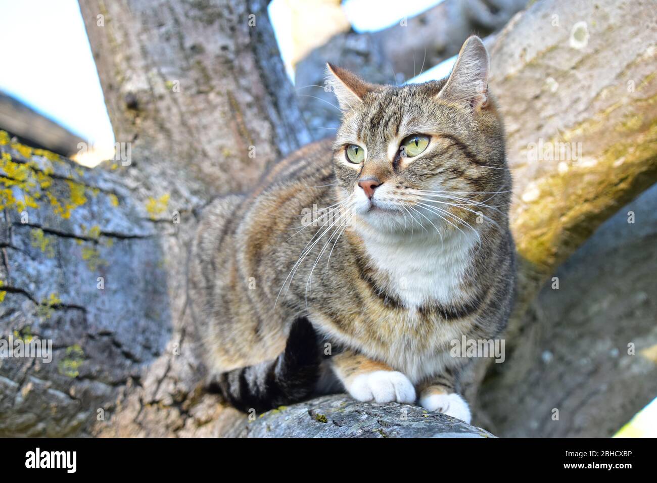 Tabby Cat in Walnut Tree Stock Photo - Alamy