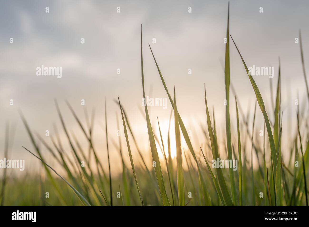 detail of herbs in a spring meadow Stock Photo - Alamy