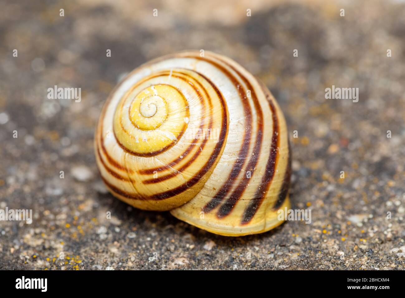 Empty conch snail. Detailed view of the empty abandoned shell in spring ...