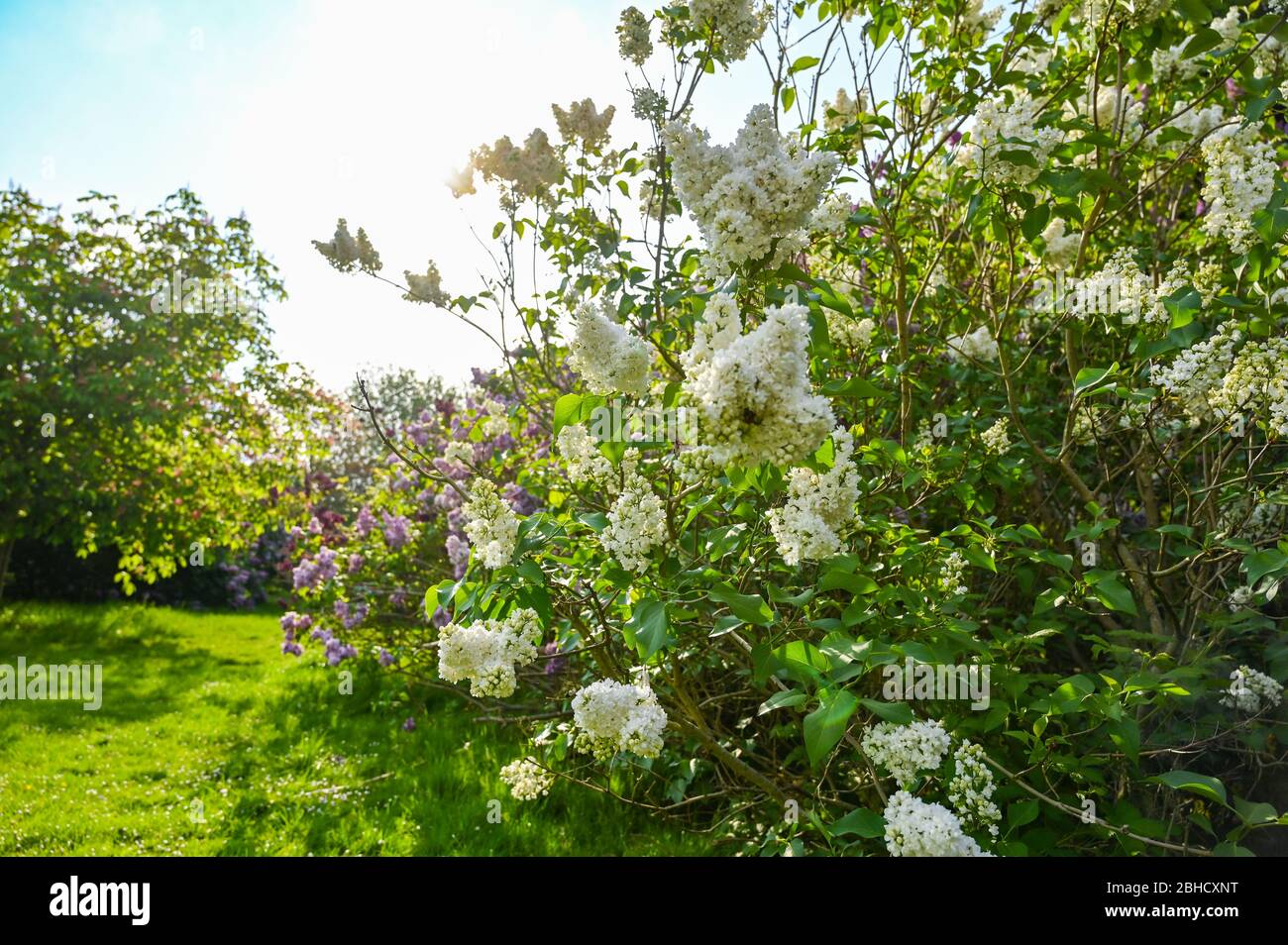 Brighton UK 25th April 2020 - The lilacs which are in full bloom at the ...