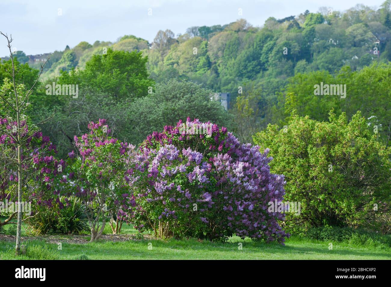 Brighton UK 25th April 2020 - The lilacs which are in full bloom at the ...