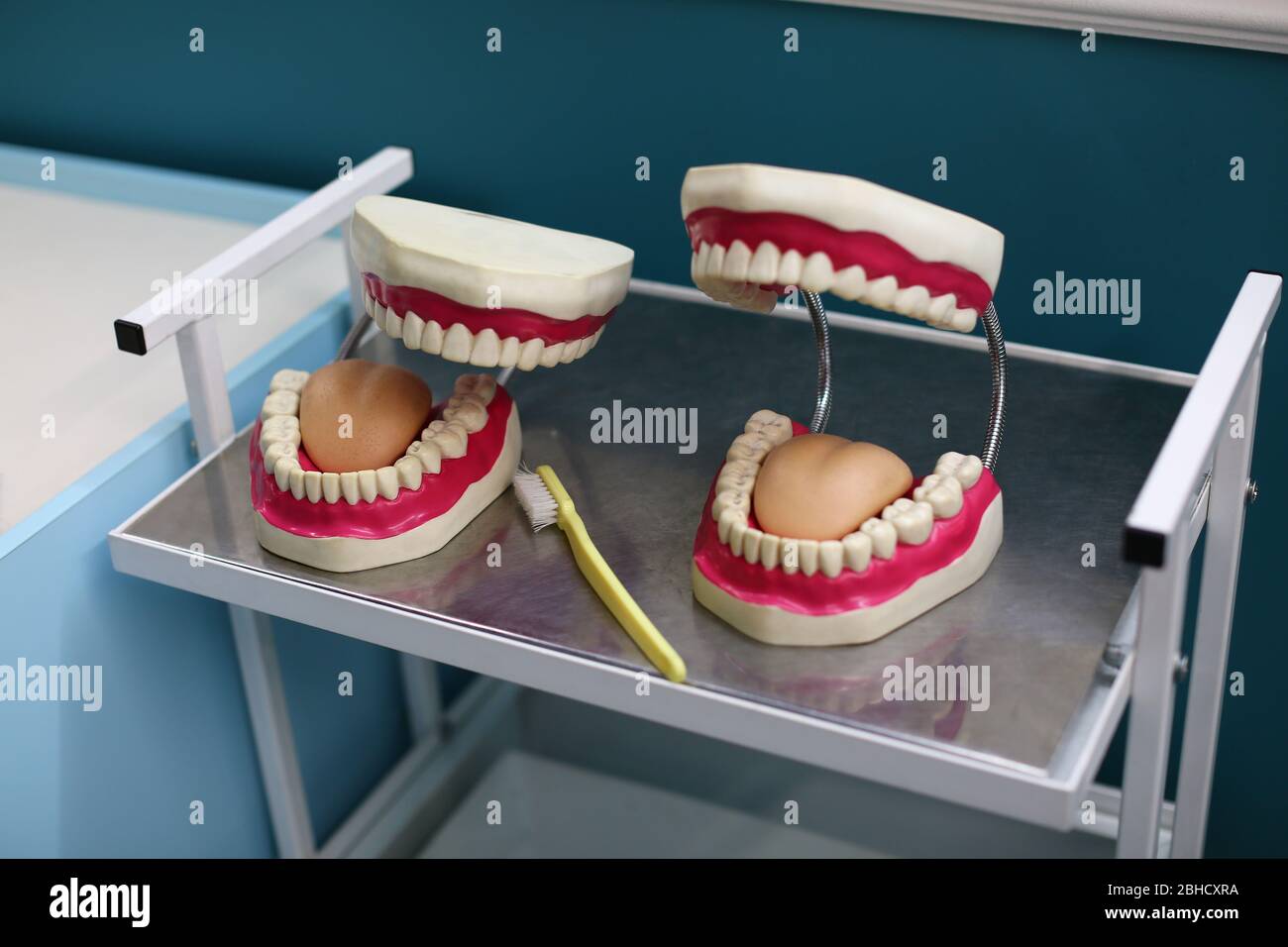Artificial teeth models. The models of the jaw. Jaw layouts. Dental ...