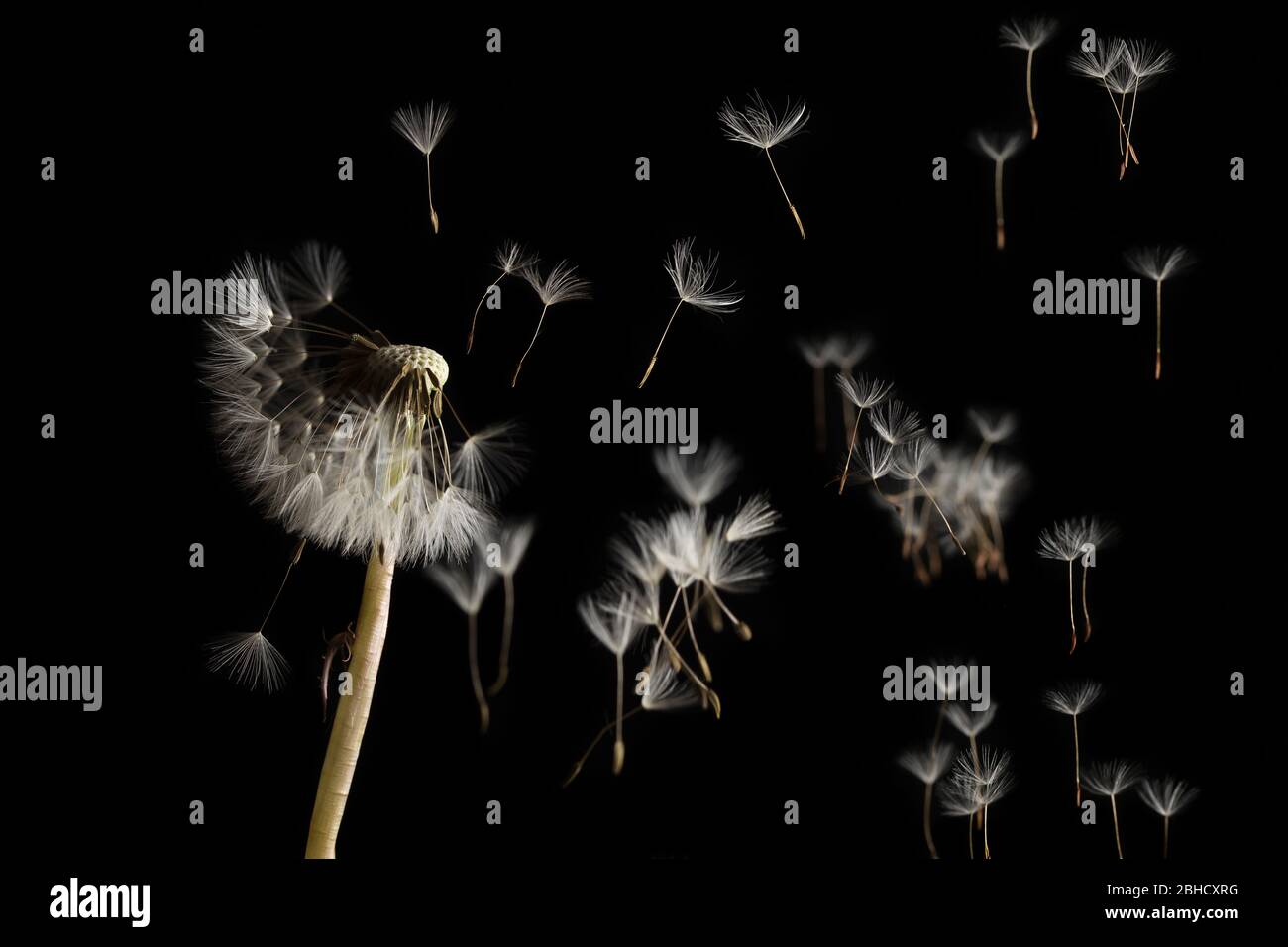 Weed with seeds blowing in the wind hi-res stock photography and images ...