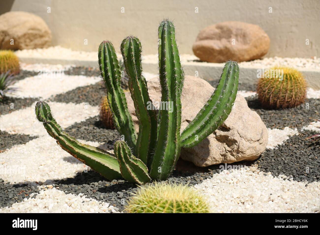 Mexican giant cactus hi-res stock photography and images - Alamy