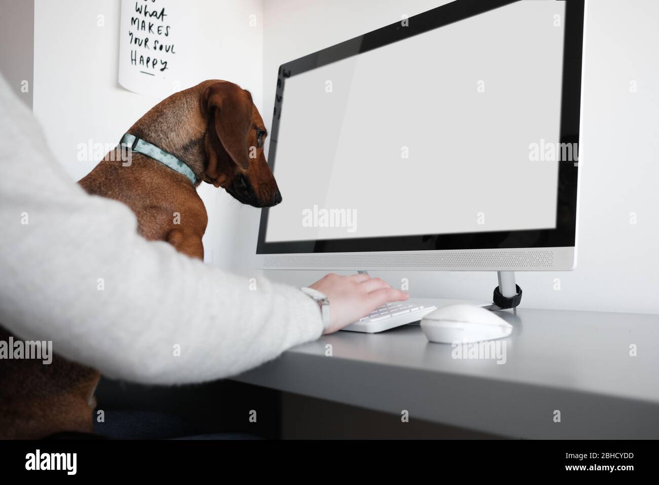 Dog working office hi-res stock photography and images - Alamy