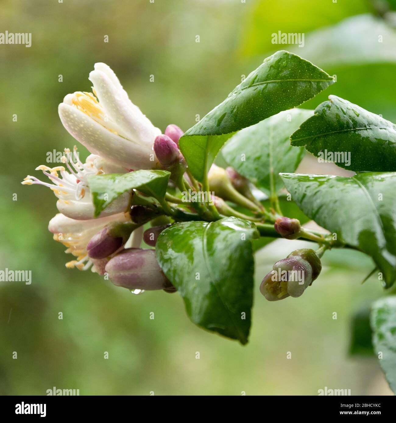 Lemon flowers hi-res stock photography and images - Alamy