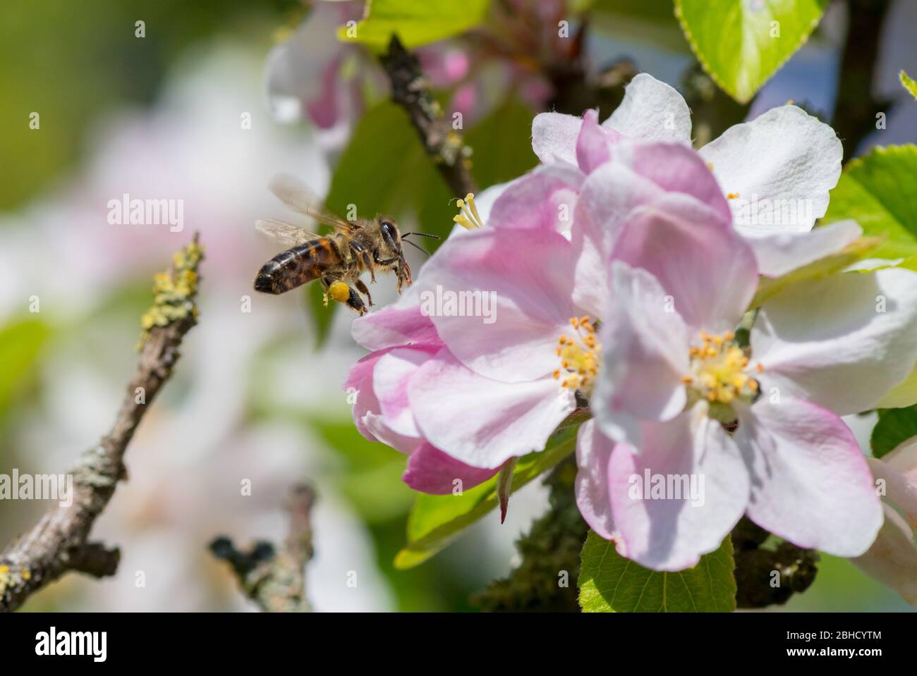 Pollinating tree hi-res stock photography and images - Alamy