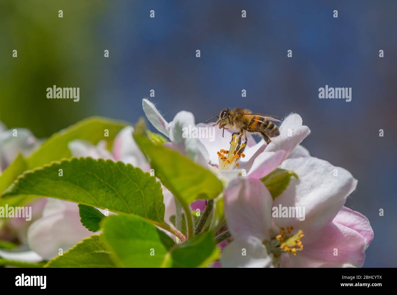 Honey bee and apple tree blossom Stock Photo - Alamy