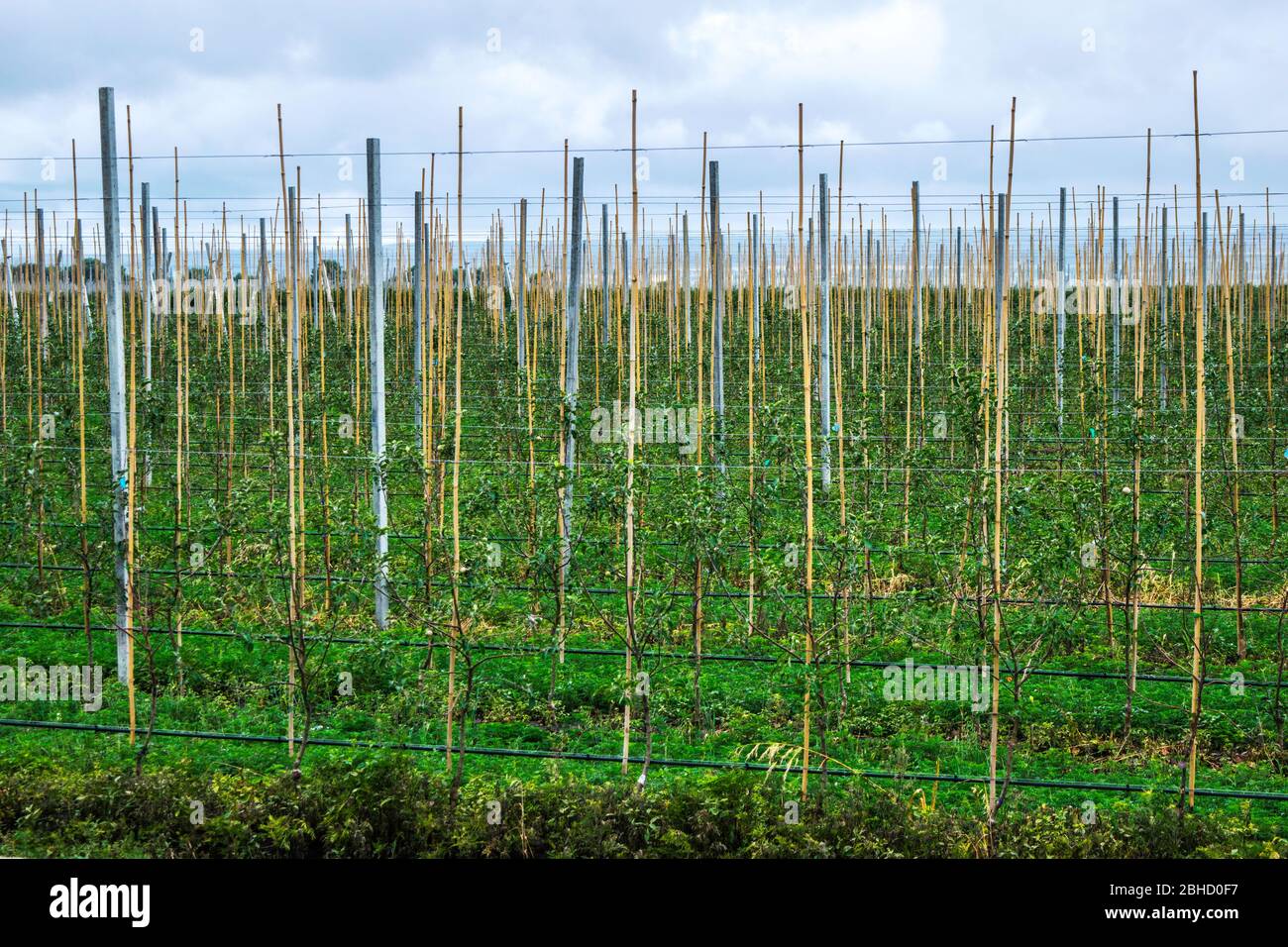 orchard with columned apple trees on trellises Stock Photo - Alamy