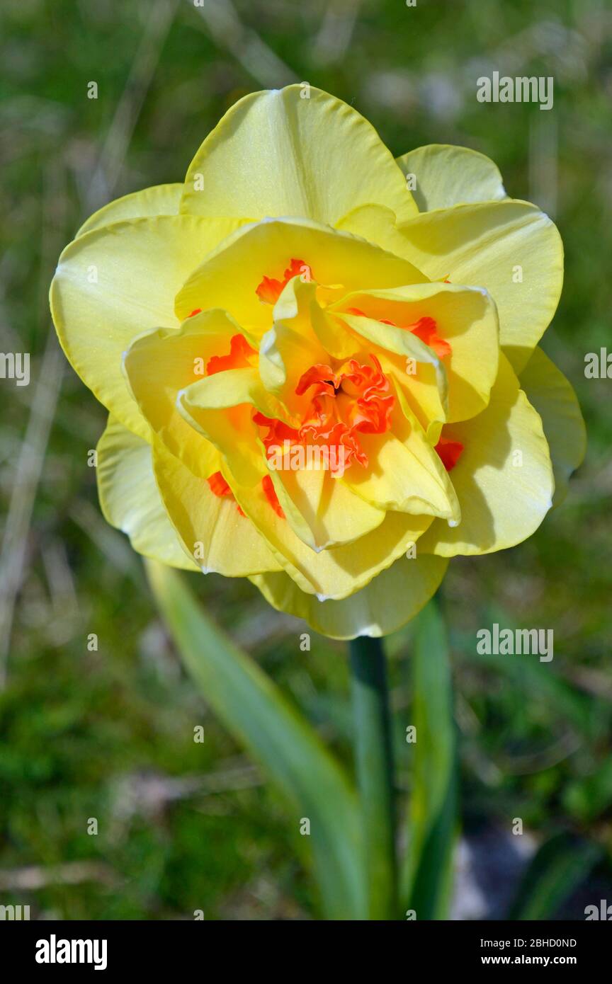 Double daffodil hi-res stock photography and images - Alamy