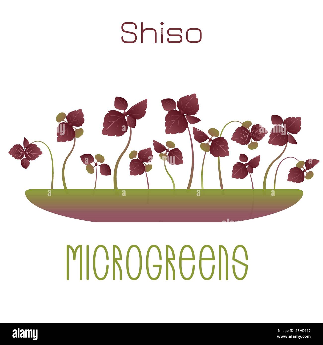Shiso micro leaves hi-res stock photography and images - Alamy