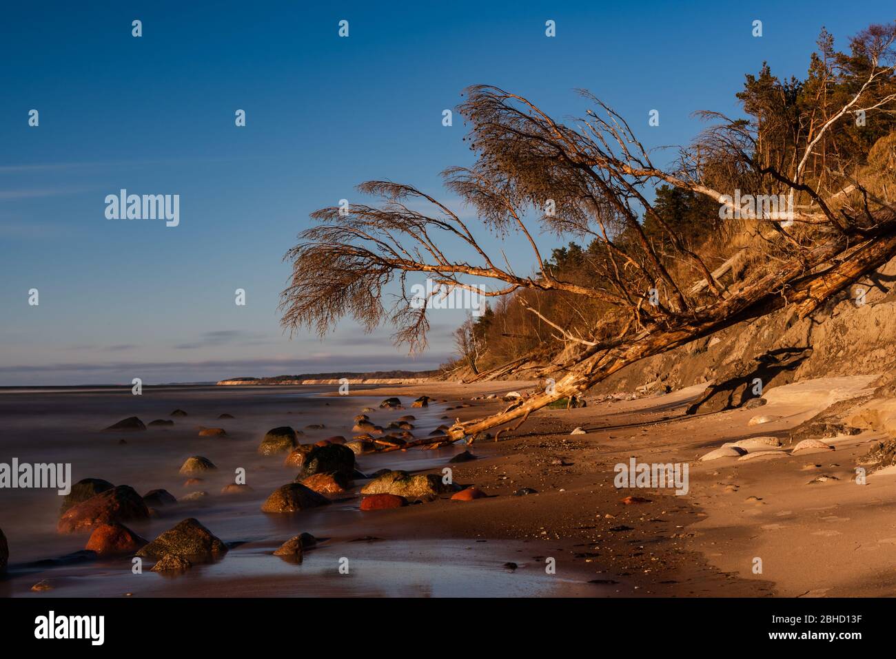 the baltic sea, steep bank and withered pine descended from the high ...