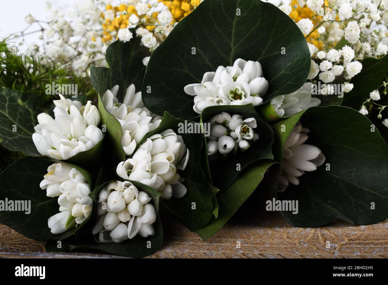 Spring time flowers like snowdrops, isolated on colorful simple flay ...