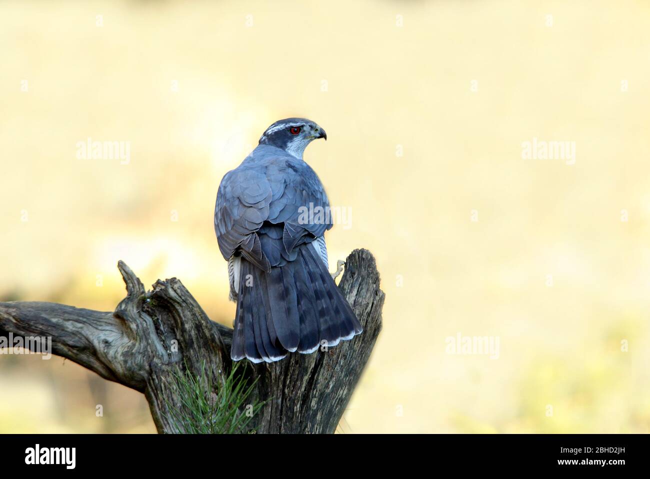 Adult male of Northern goshawk with the last lights of the afternoon ...