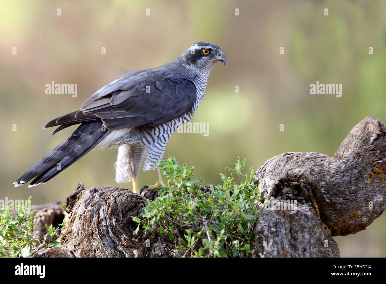 Adult male of Northern goshawk with the last lights of the afternoon ...