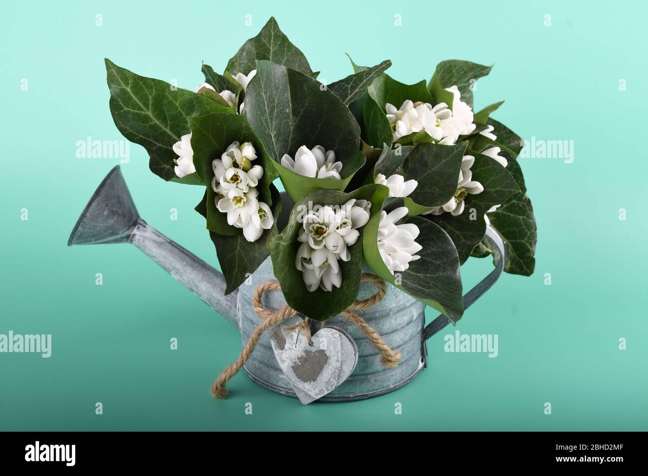 Spring time flowers like snowdrops, isolated on colorful simple flay ...