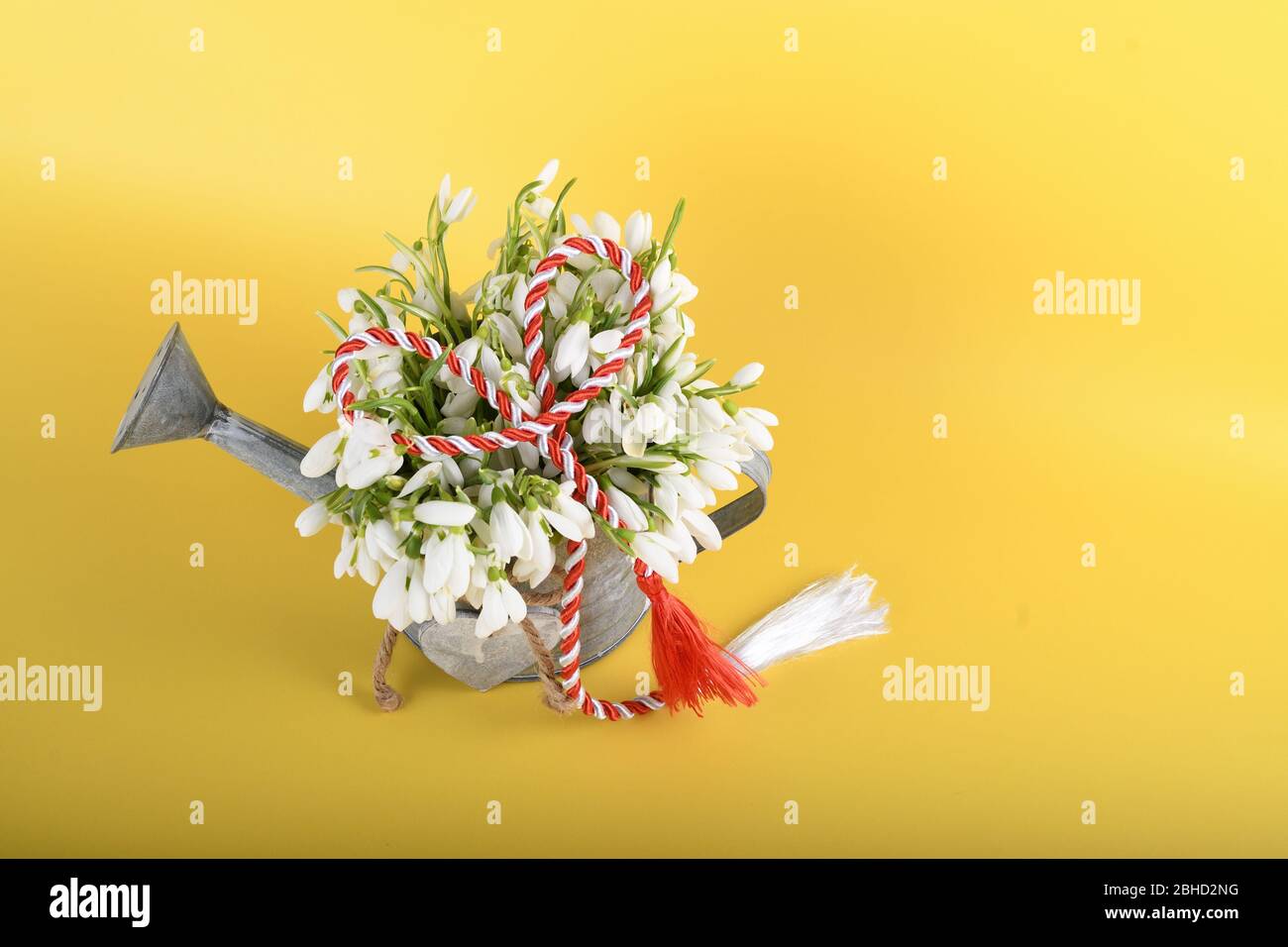 Spring time flowers like snowdrops, isolated on colorful simple flay ...