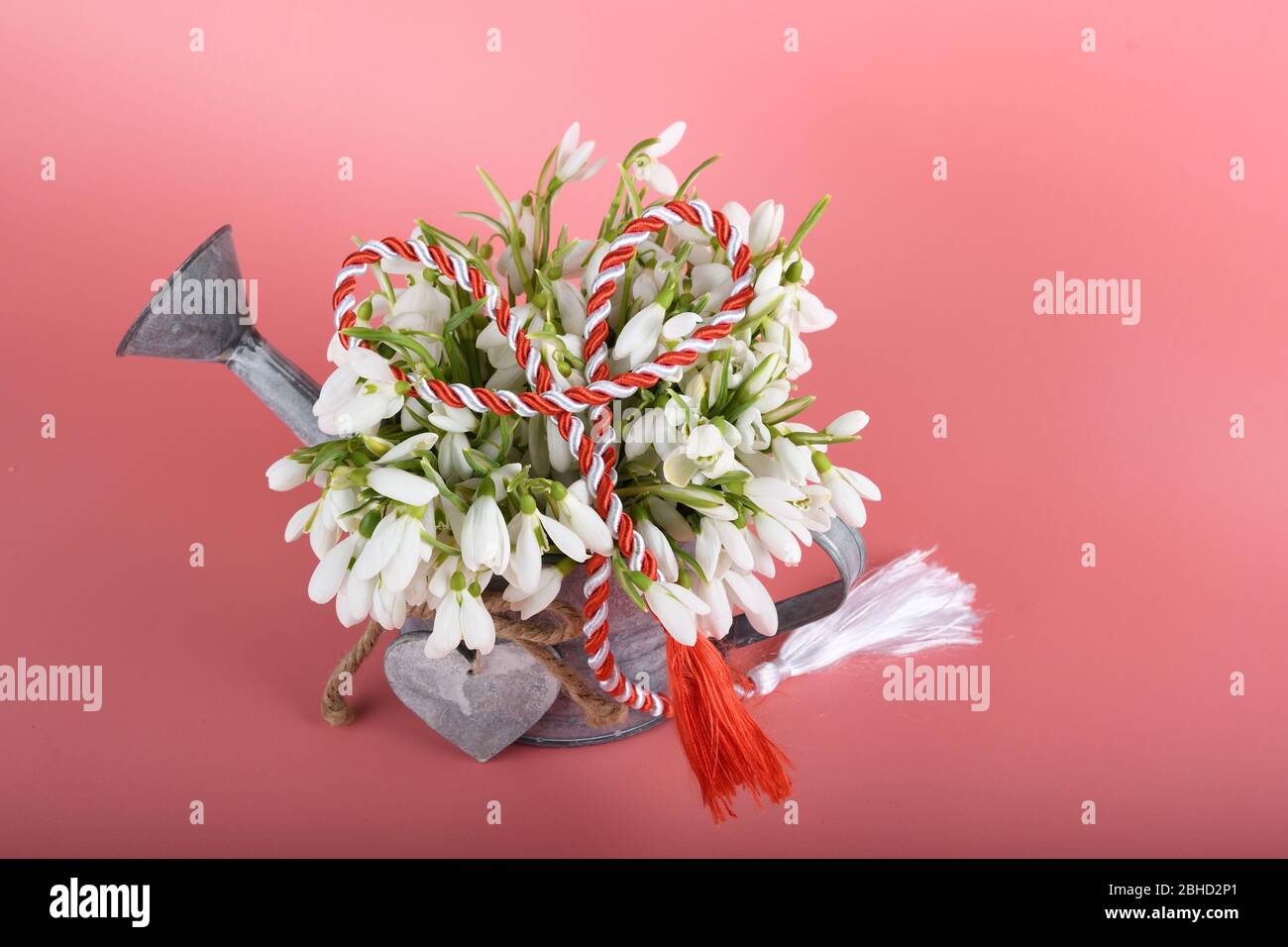 Spring time flowers like snowdrops, isolated on colorful simple flay ...