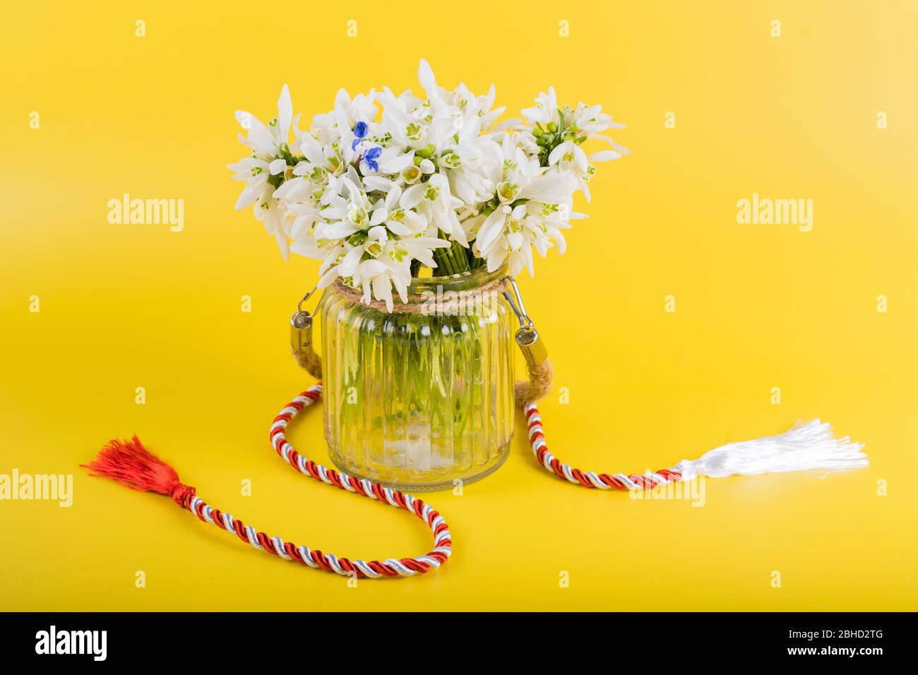 Spring time flowers like snowdrops, isolated on colorful simple flay ...