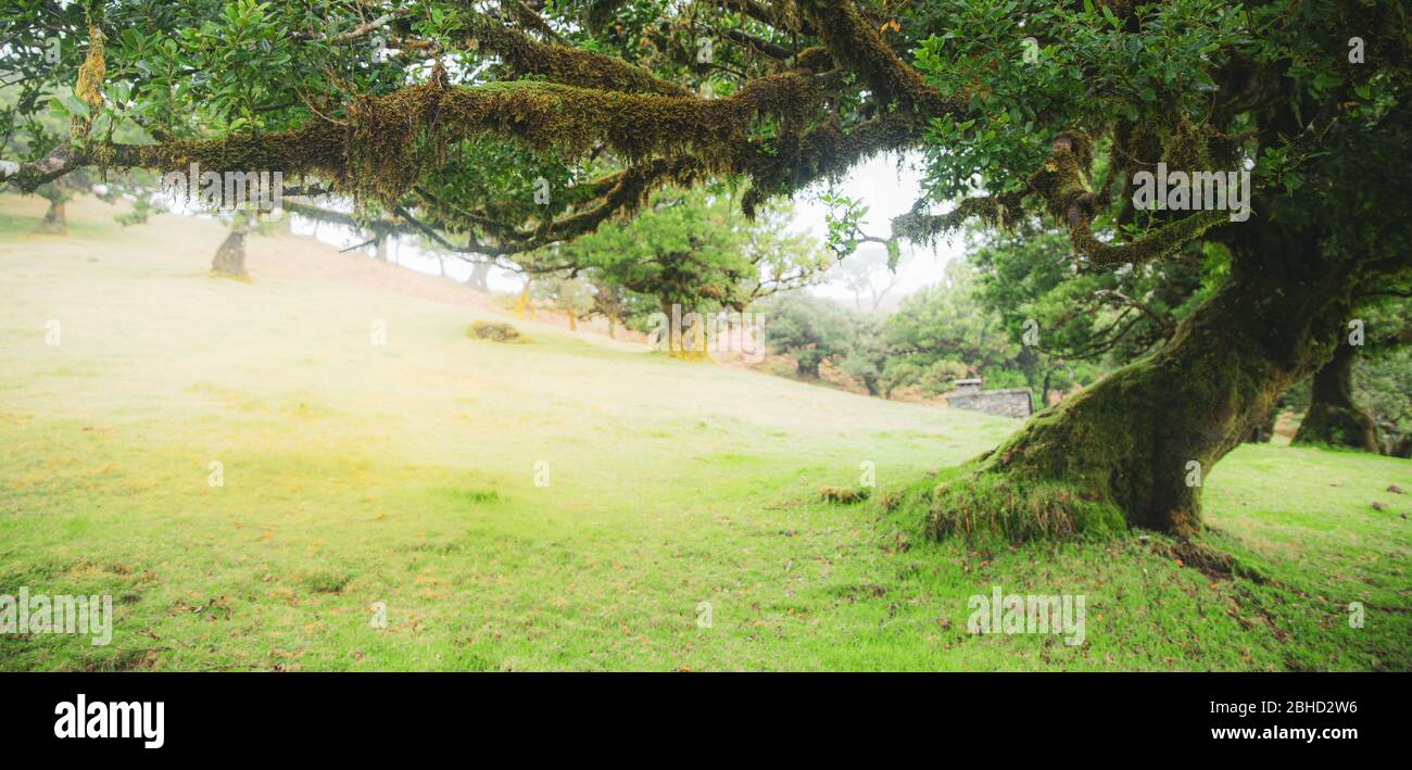 Magical endemic laurel trees in Fanal laurisilva forest in Madeira ...