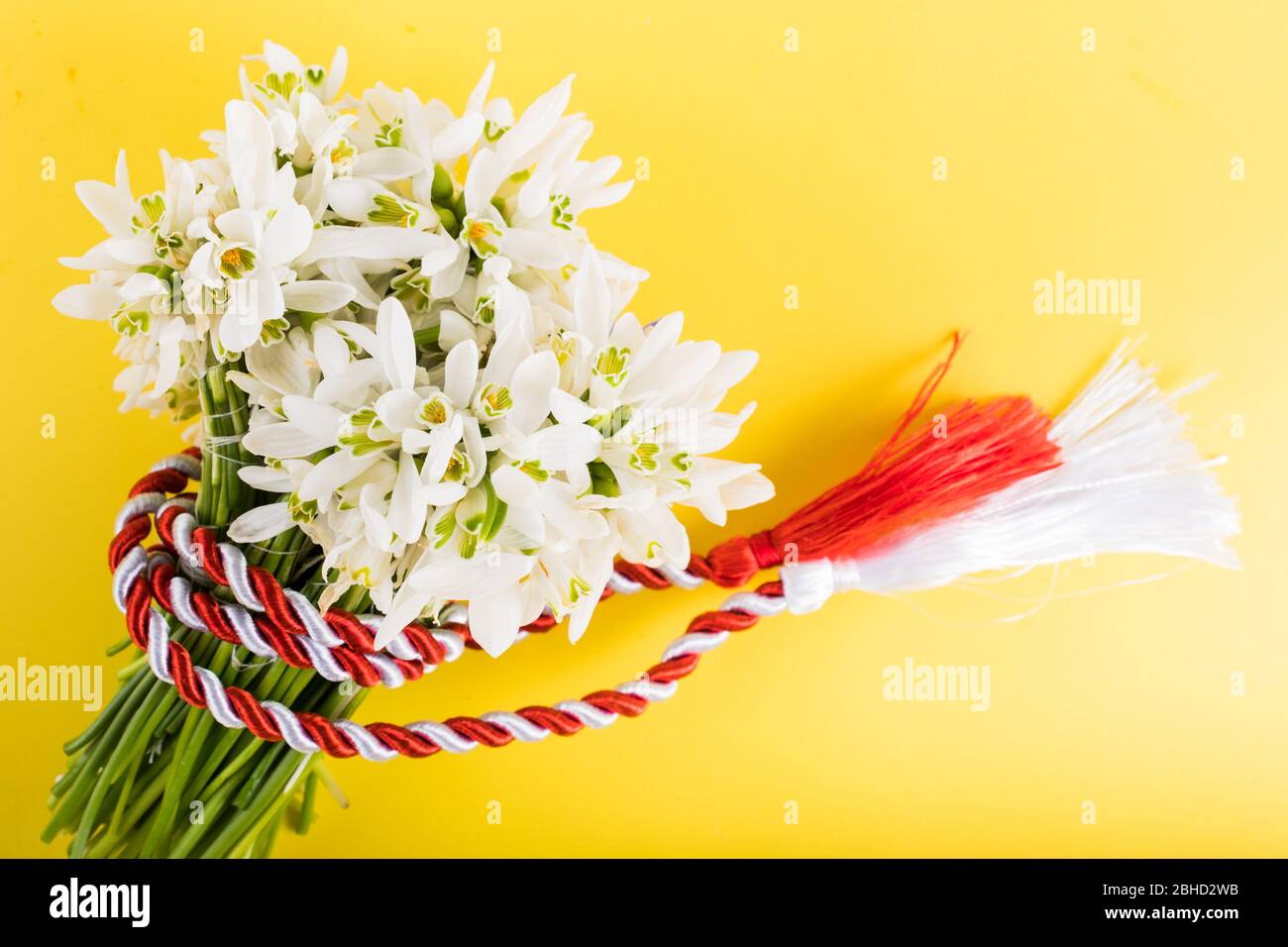 Spring time flowers like snowdrops, isolated on colorful simple flay ...