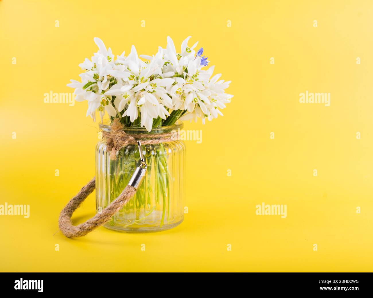 Spring time flowers like snowdrops, isolated on colorful simple flay ...