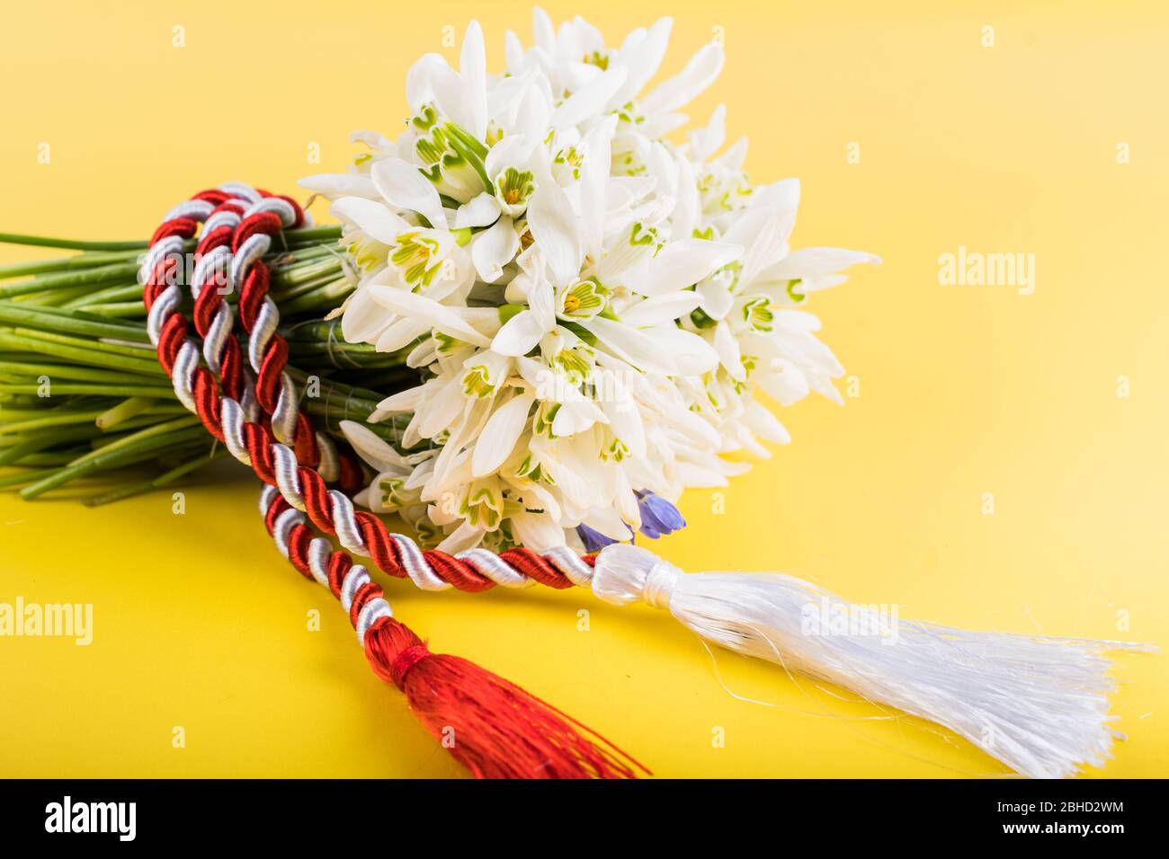 Spring time flowers like snowdrops, isolated on colorful simple flay ...