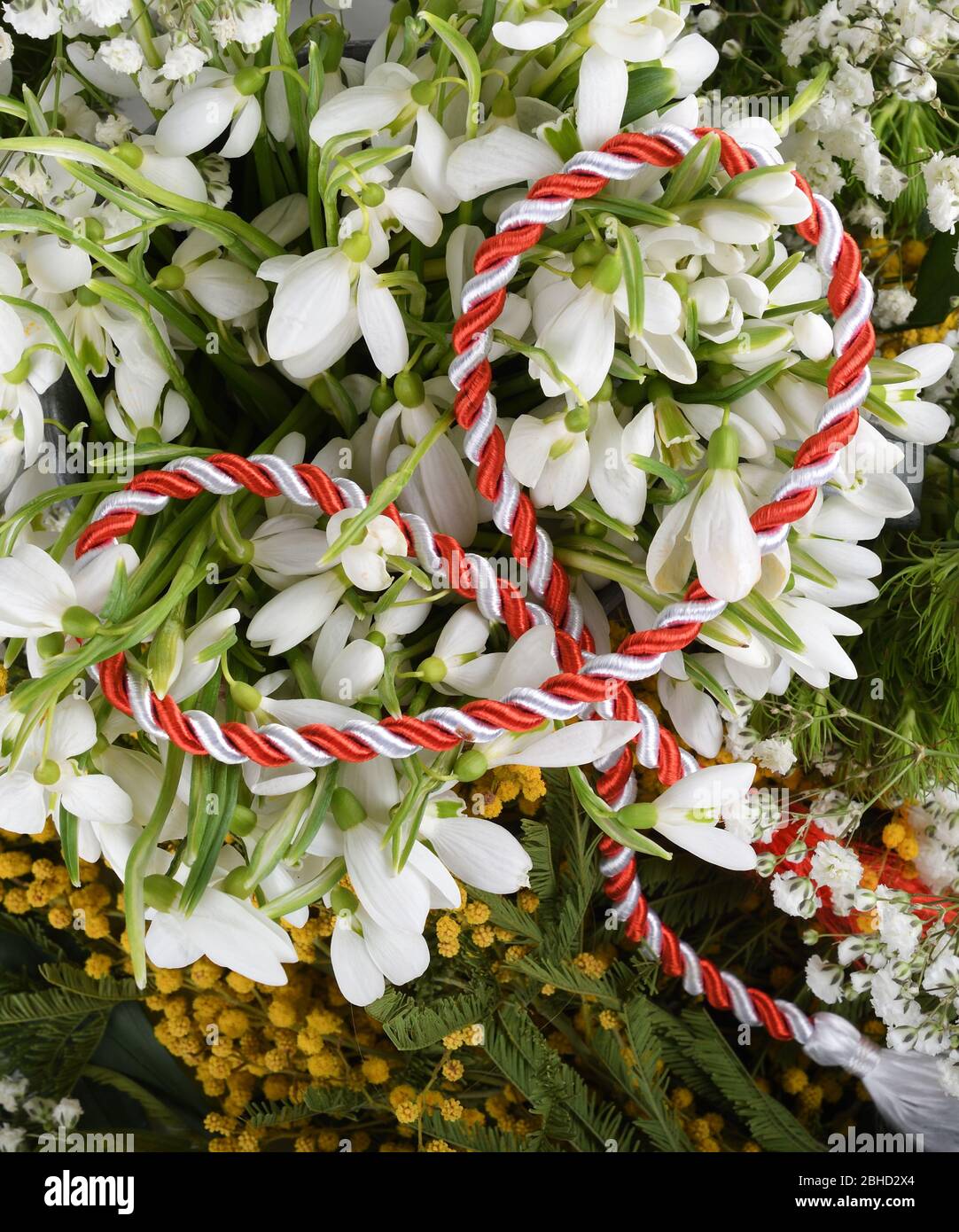 Spring time flowers like snowdrops, isolated on colorful simple flay ...