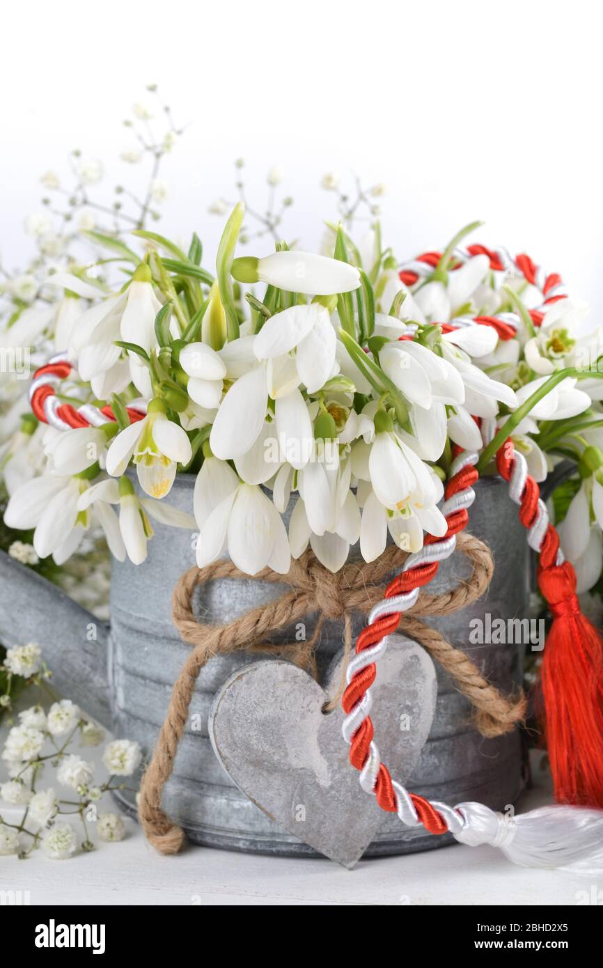 Spring time flowers like snowdrops, isolated on colorful simple flay ...