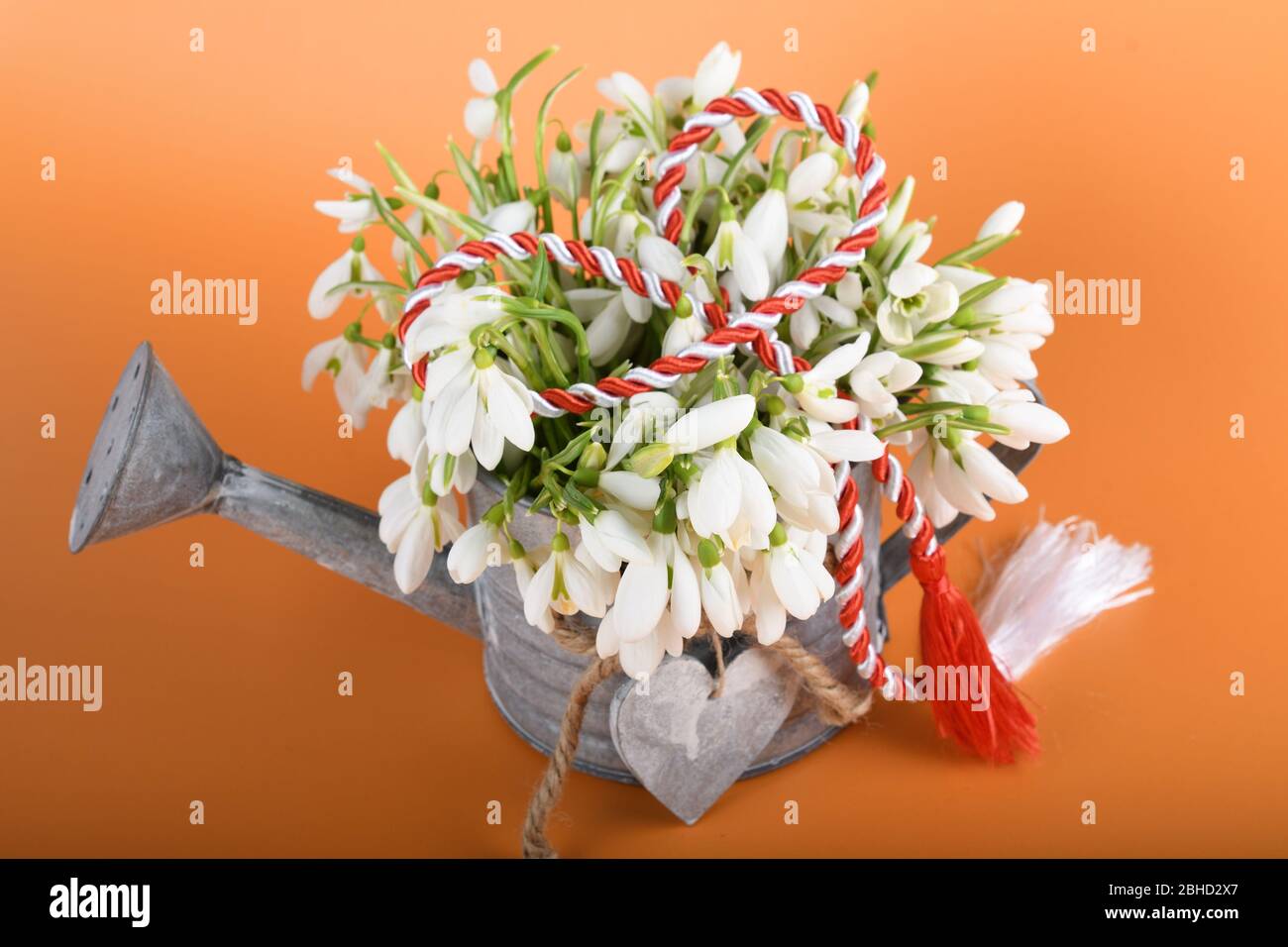 Spring time flowers like snowdrops, isolated on colorful simple flay ...