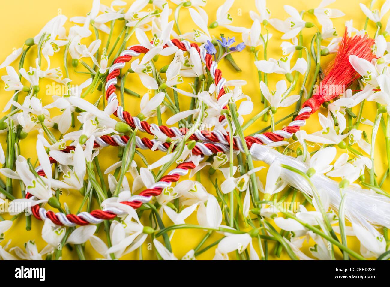Spring time flowers like snowdrops, isolated on colorful simple flay ...