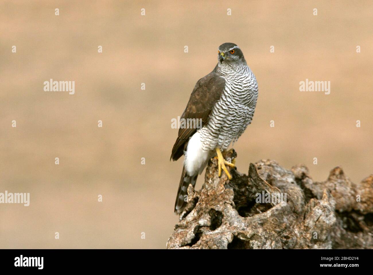 Adult male of Northern goshawk with the last lights of the afternoon ...