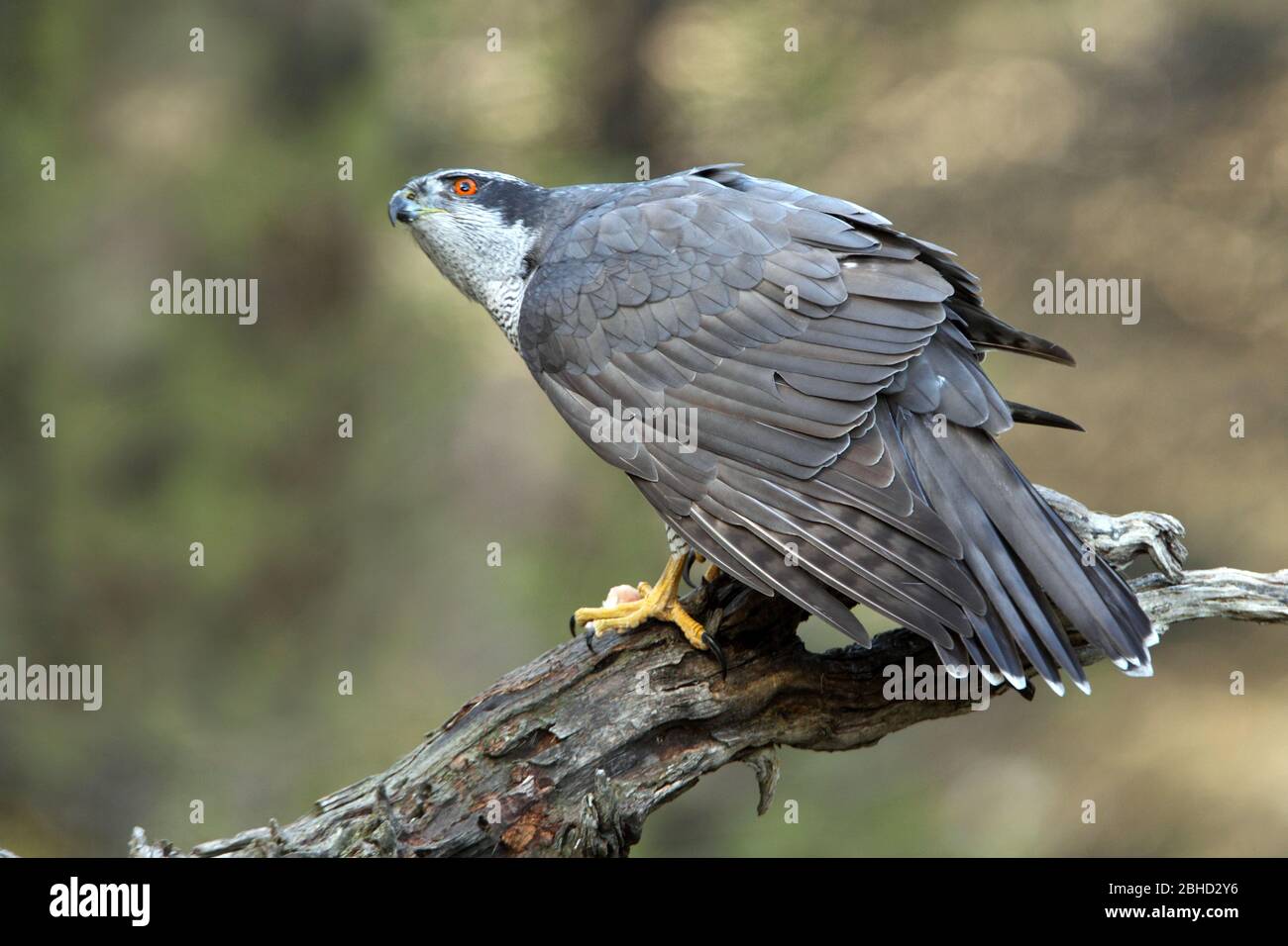 Adult male of Northern goshawk with the last lights of the afternoon ...