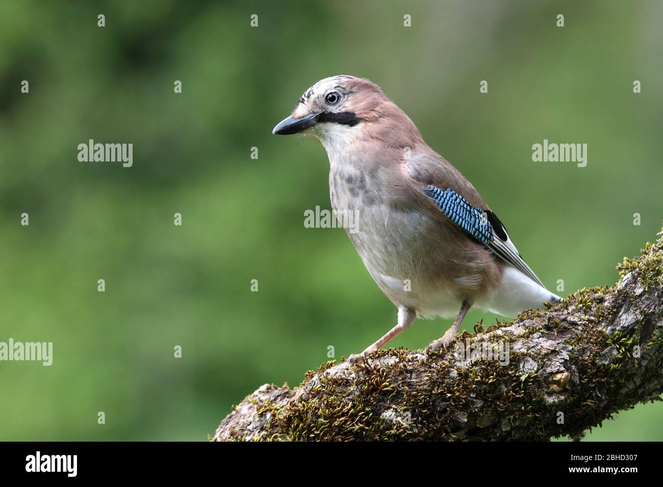 Jay day hi-res stock photography and images - Alamy