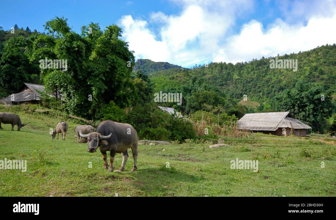 Vietnamese farmland with buffalo animals at Sapa area in Vietnam Stock ...