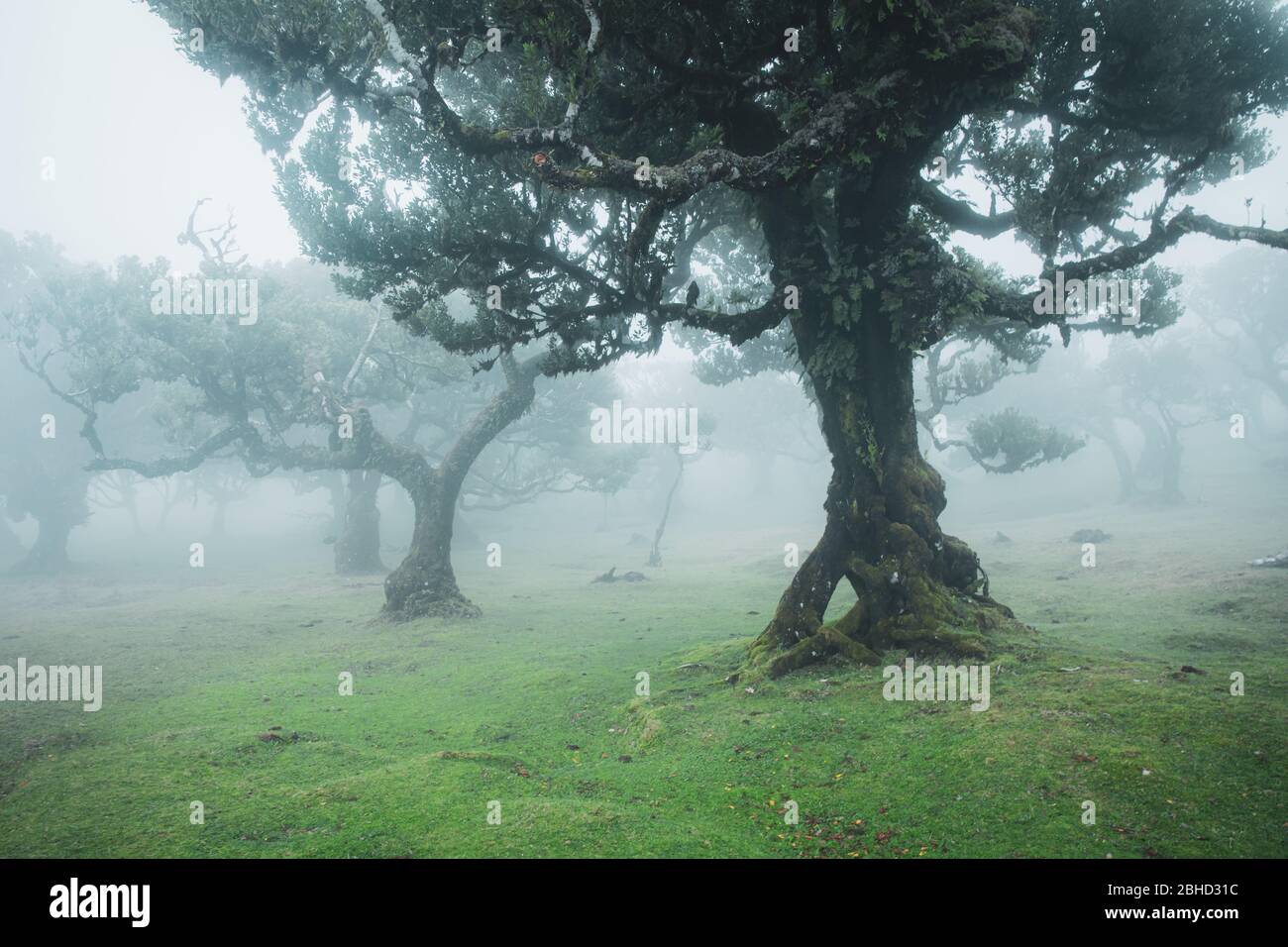 Laurel trees in madeira hi-res stock photography and images - Alamy