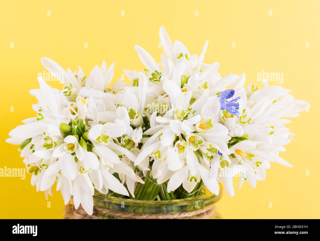Spring time flowers like snowdrops, hyacinth and roses, isolated on ...