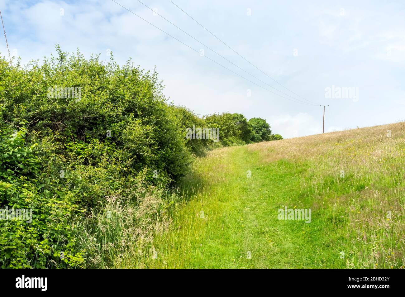 Widdicombe wood hi-res stock photography and images - Alamy