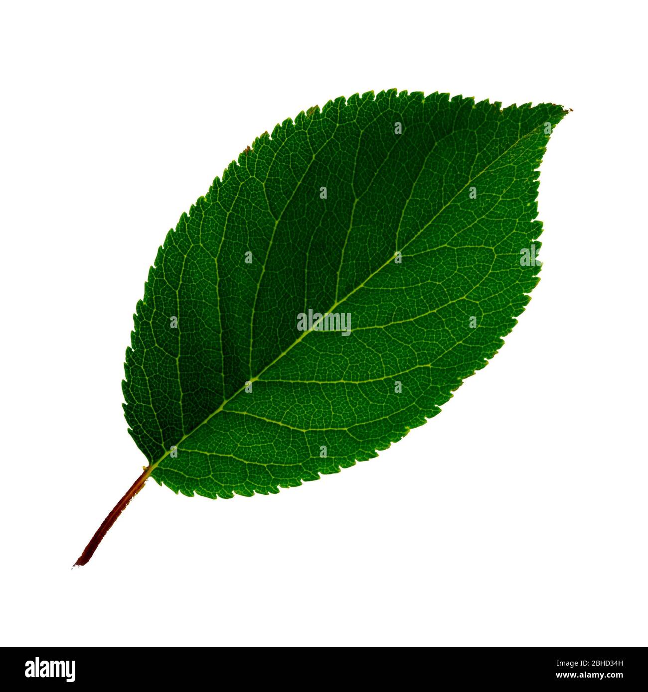 Single Green Leaf White Background
