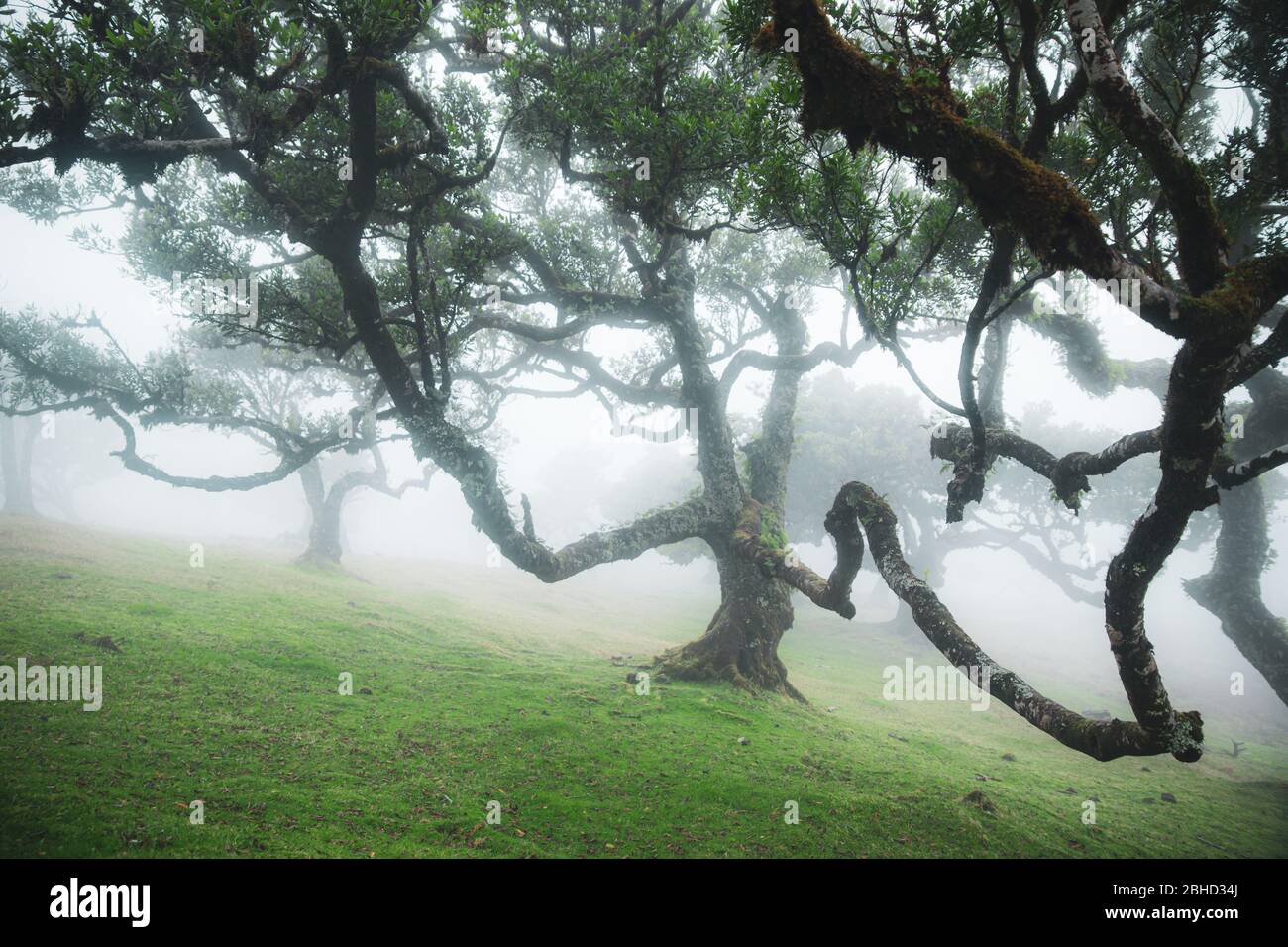 Magical endemic laurel trees in Fanal laurisilva forest in Madeira ...