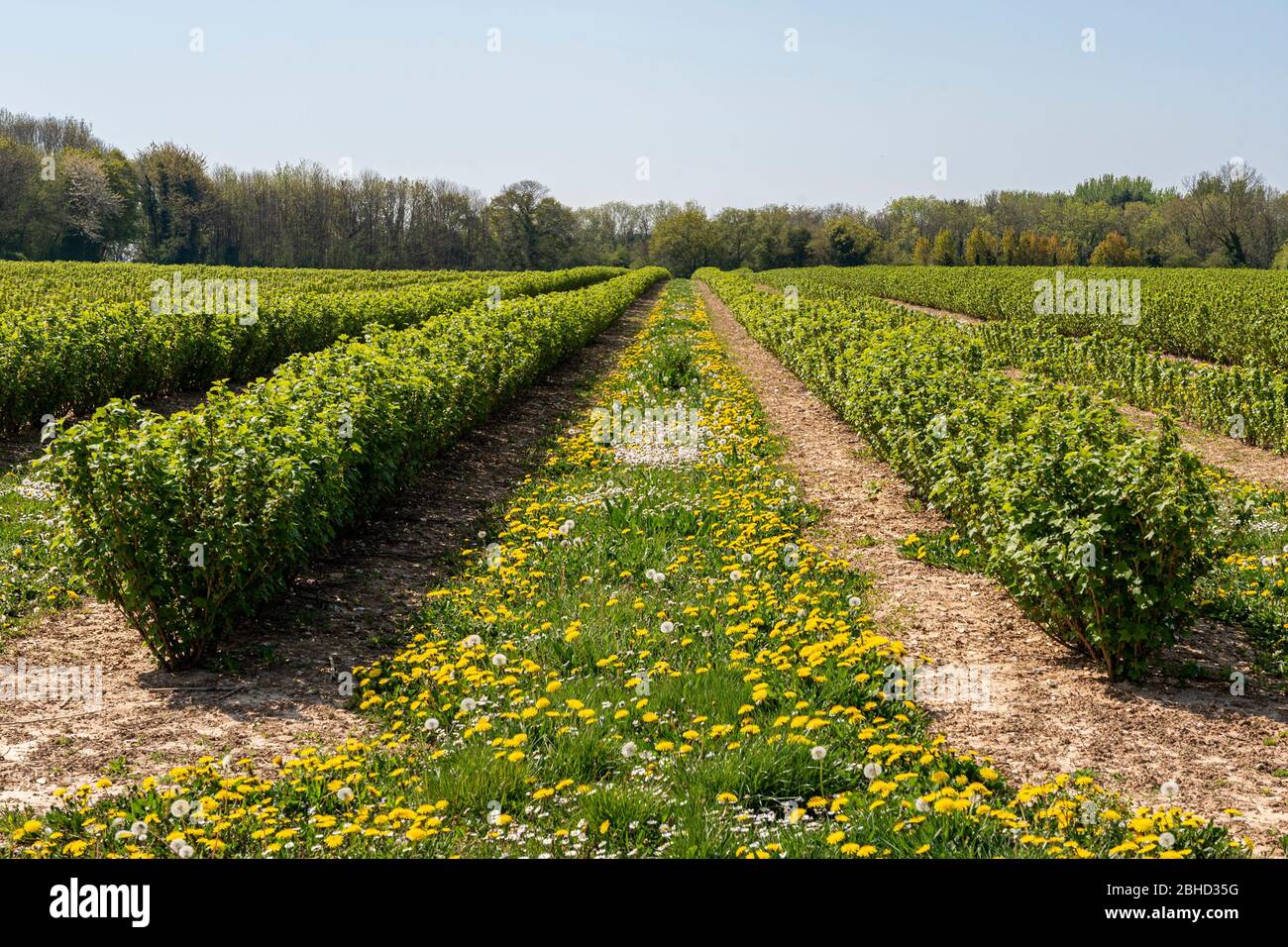 Kent countryside in Spring-time on a sunny hot day Stock Photo - Alamy