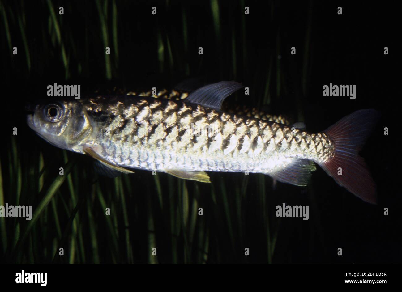 Yellow-finned chalceus, Chalceus macrolepidotus Stock Photo - Alamy