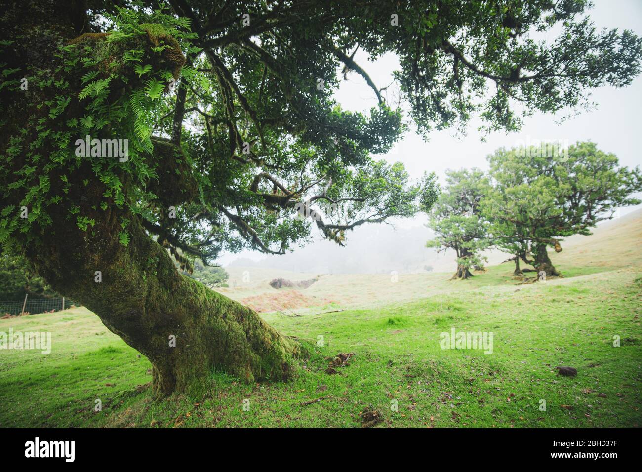Magical endemic laurel trees in Fanal laurisilva forest in Madeira ...