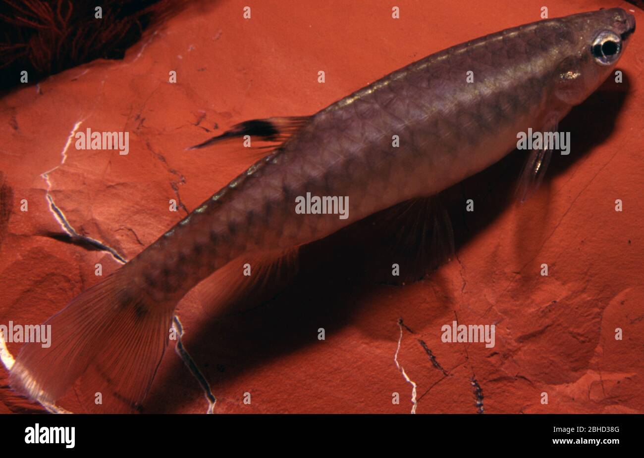 Rainbow morphology hi-res stock photography and images - Alamy