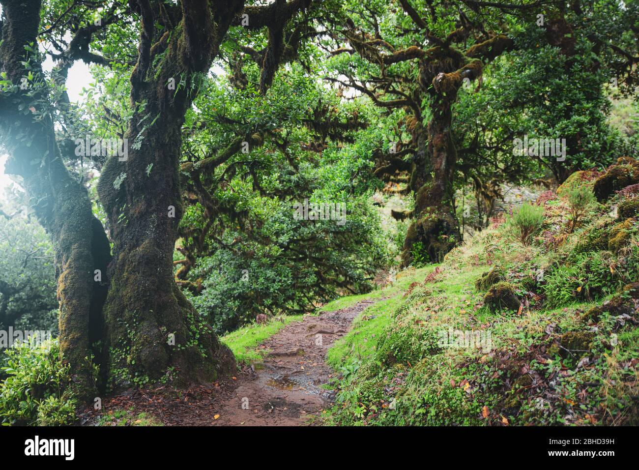 Beautiful Green Trees In The World