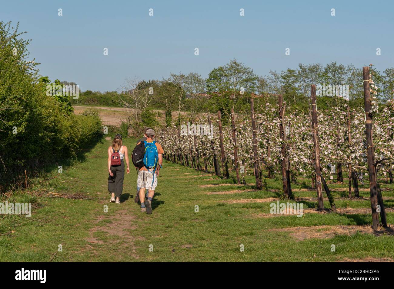 Kent orchard hi-res stock photography and images - Alamy