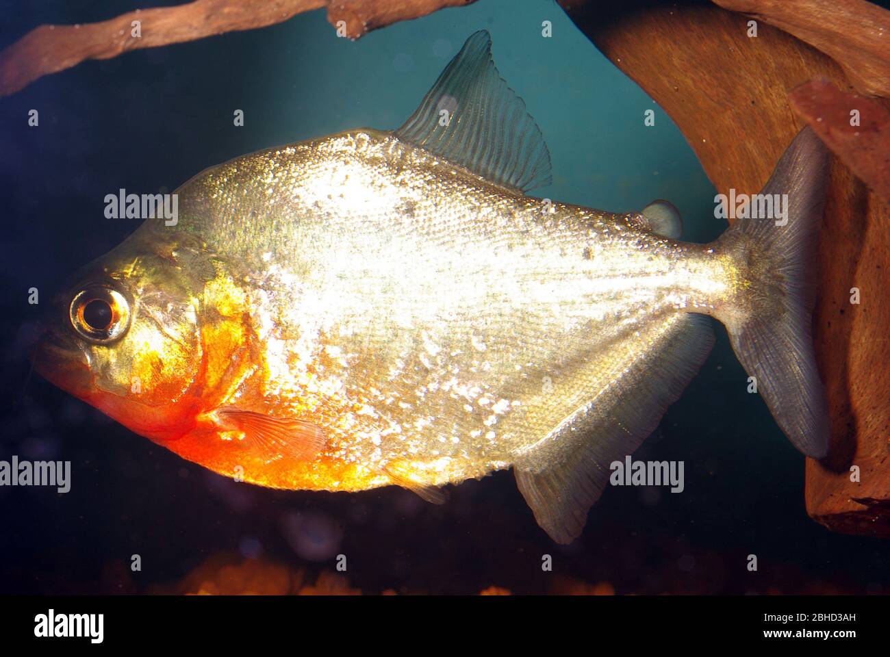 Purple piranha, Serrasalmus sanchezi Stock Photo - Alamy